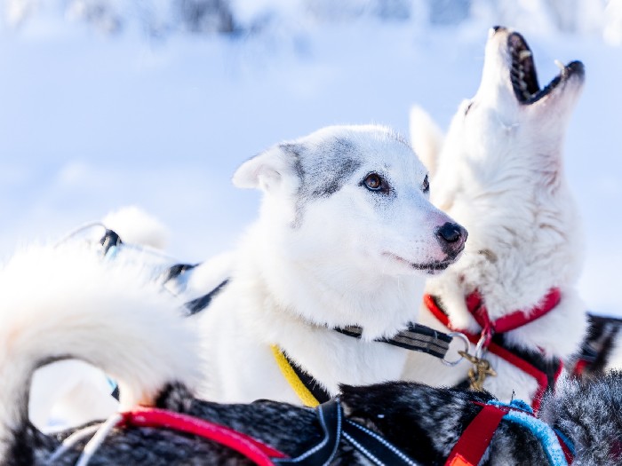Home [www.t-husky.com]